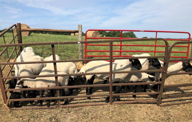 Catch-pen battleground | Dispatches from a Northern Town