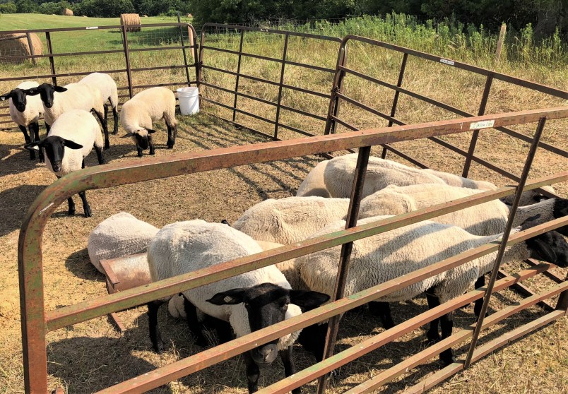 Catch-pen battleground | Dispatches from a Northern Town